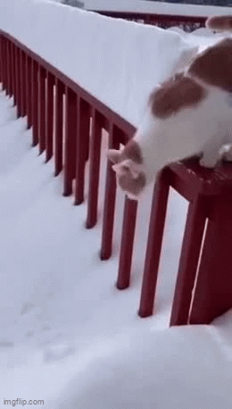 Cat Loves The Snow - Imgflip