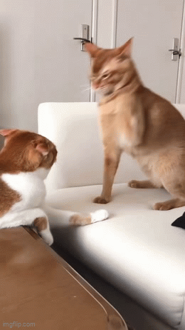 cats arguing - Imgflip