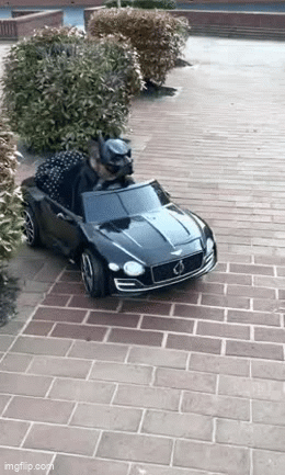 Batdog driving the Batmobile - Imgflip