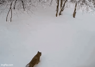 You Don't See A Lynx All Day, Then Three Come Along At Once ! - Imgflip