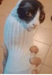 meme cat Blank Template - Imgflip