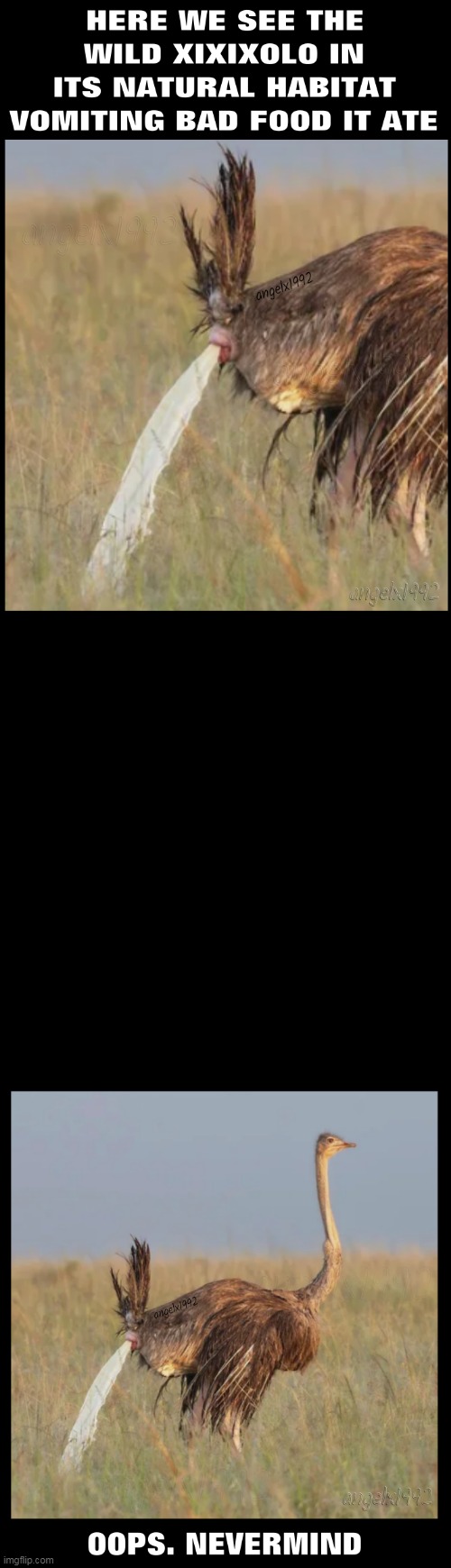 Image tagged in ostrich,vomit,caca,animals,nature,wild - Imgflip