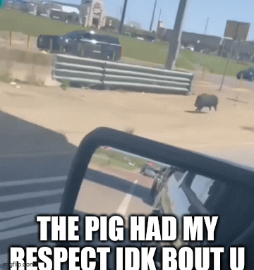 Cop chasing pig haha - Imgflip