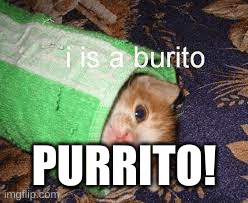 purrito - Imgflip
