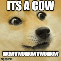 funny doggo face - Imgflip