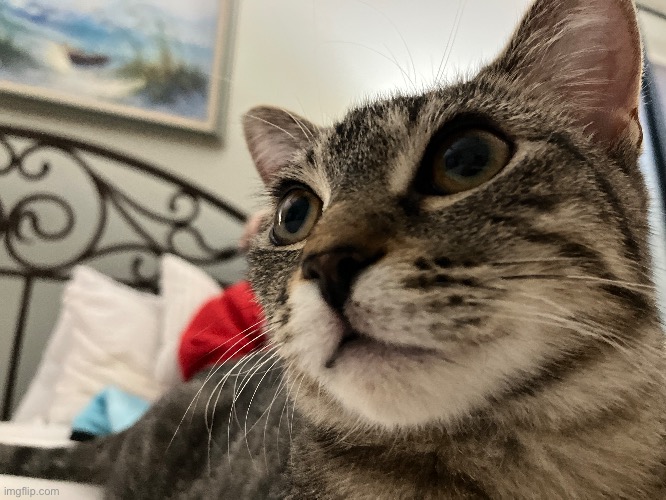 so many pictures of hazel it aint even funny - Imgflip