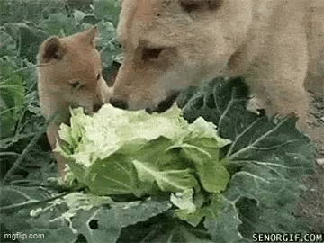 Dogs Vs Tasty Cabbage ! - Imgflip