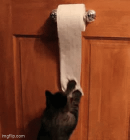 Toilet paper - Imgflip