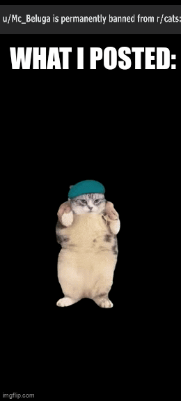 ALL I POSTED WAS A DANCING CAT - Imgflip