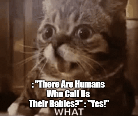 Humans Scaring Kittens - Imgflip