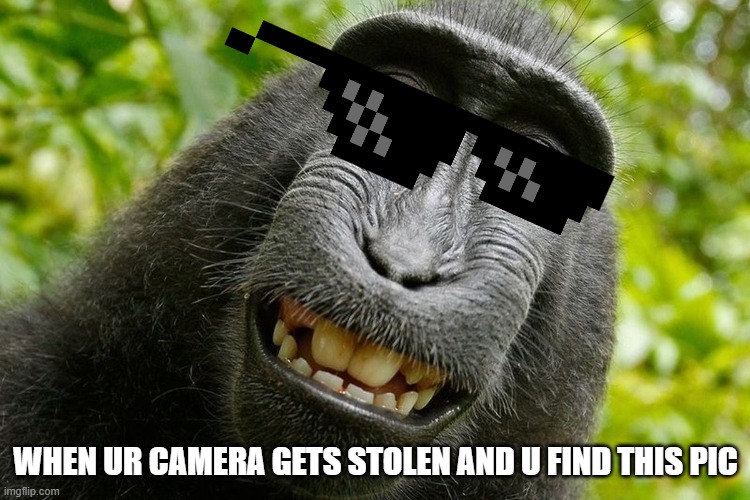 Look at This Funny Monkey! - Imgflip