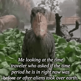 Bird stare meme in rain - Imgflip