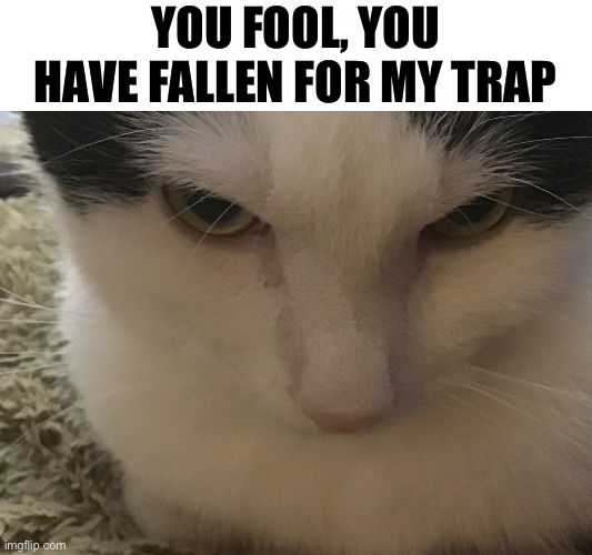 Picture of my cat - Imgflip