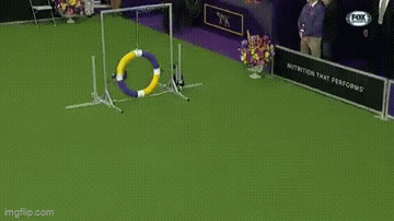 Animated GIF - Imgflip