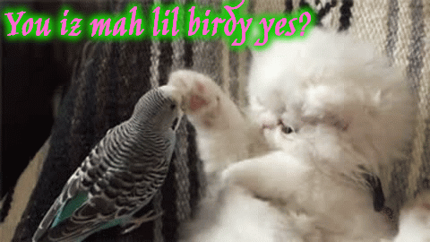 Mah Birdy - Imgflip