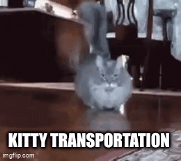 Animated GIF - Imgflip