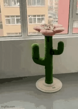 The Kitten Tree ! - Imgflip