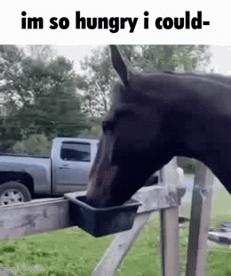 How hungry - Imgflip