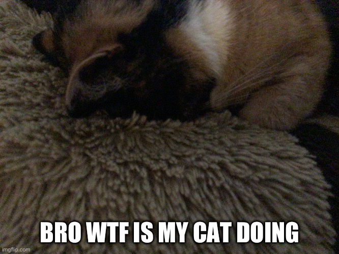 She really doesn’t like the light, maybe she’s batcat - Imgflip