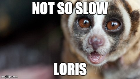 Loris Memes 450 ZMe: V2 Funny Pictures And Sayings Ideas | Funny