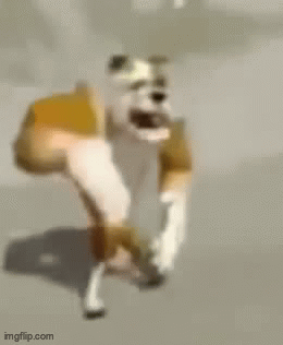 Remember when geeb introduced himself with this gif? - Imgflip