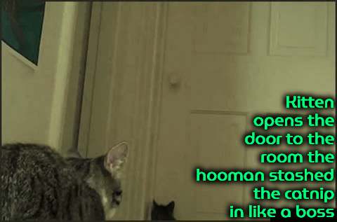 Boss Kitten - Imgflip
