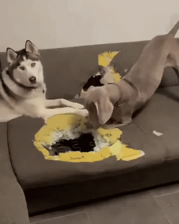 Dogs Help 'Rescue' Cat From Sofa ! - Imgflip