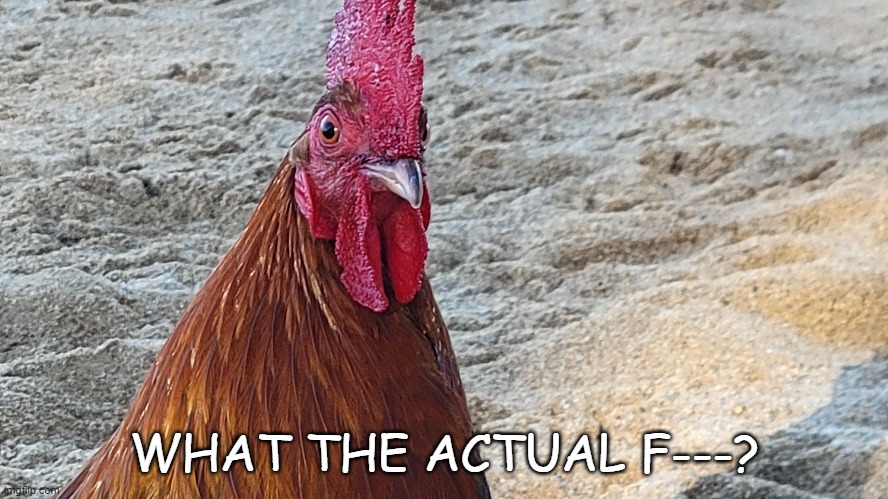Chicken WTF - Imgflip