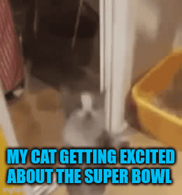 Cat getting excited - Imgflip