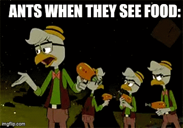 When ants see food - Imgflip