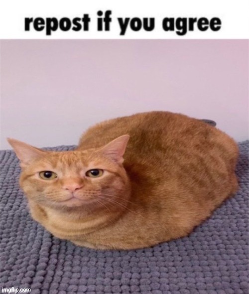 Repost cat - Imgflip