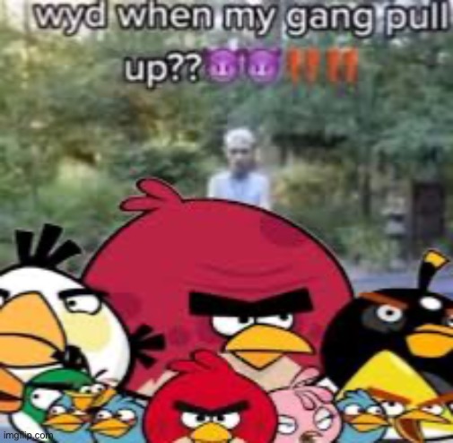 Image tagged in angry birds - Imgflip