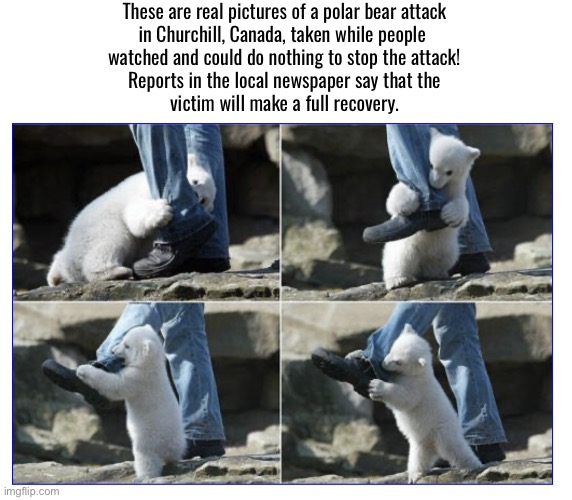 Bear attack in Canada - Imgflip