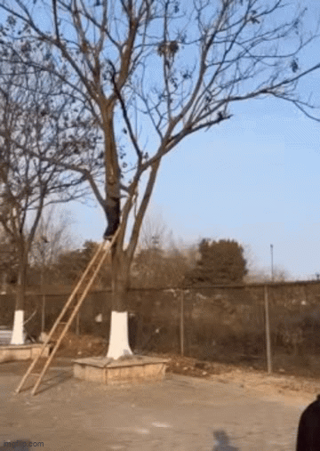 Tree Gets It's Revenge ! - Imgflip