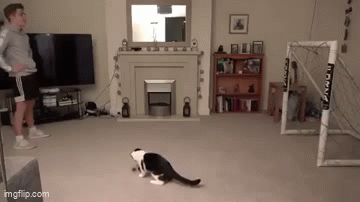 Goalkeeper cat - Imgflip