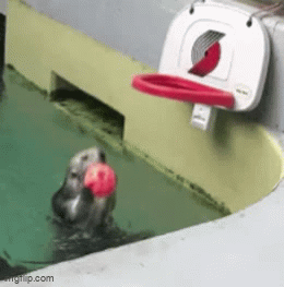 credits go to padlet ;) - Imgflip