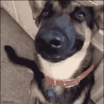 Have You Been A Good Boy ? - Imgflip