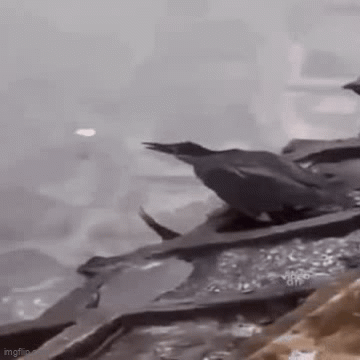 Bird Using Bread As Bait ! - Imgflip