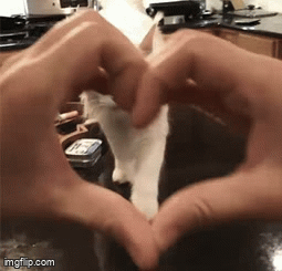 Cat in heart - Imgflip