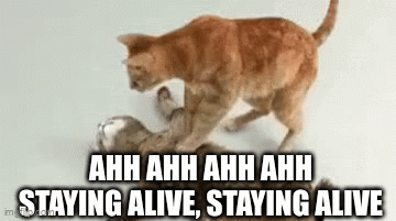 Cats, saturday night fever, and CPR - Imgflip