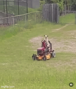 Dogs are smarter than Liberals - Imgflip