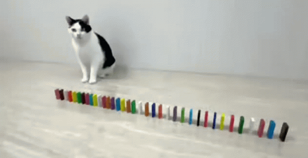 Diligent Cat - So Satisfying - Imgflip