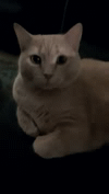 CAT SLAM - Imgflip