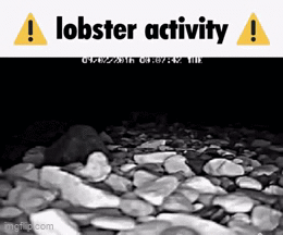 lobster activity - Imgflip