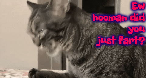 Did You Just... - Imgflip