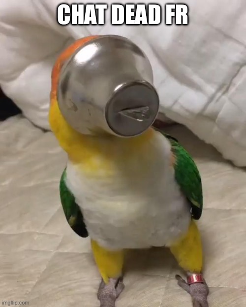 confused parrot - Imgflip