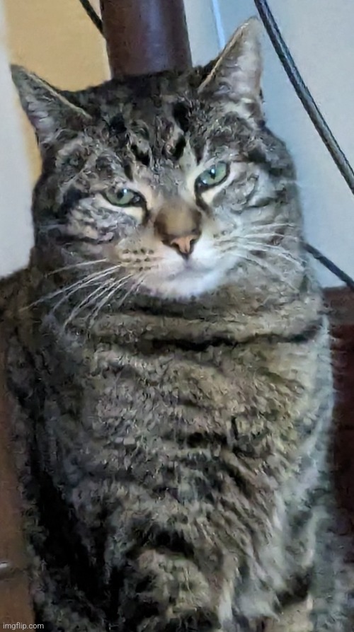 Disappointed cat - Imgflip