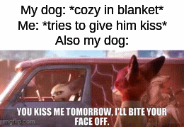 my dog is grumpy when he's tired - Imgflip