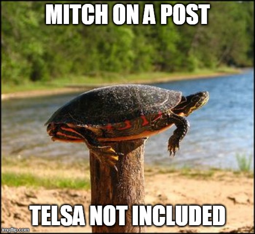 post turtle - Imgflip