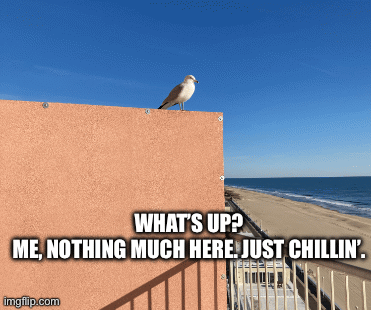Seagull Just Chillin’ - Imgflip